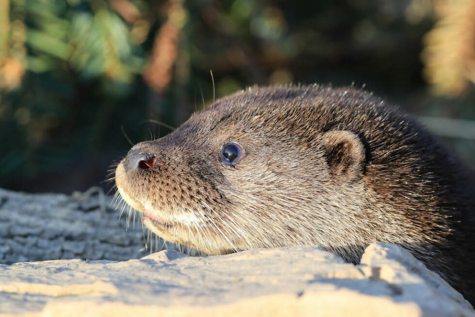 Rehab Centre - UK Wild Otter Trust