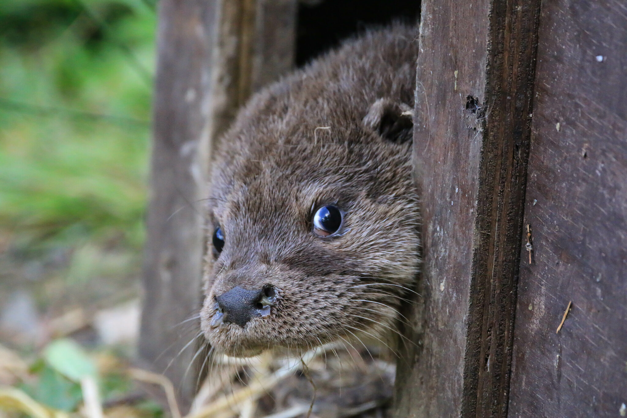 Rehab Centre - UK Wild Otter Trust