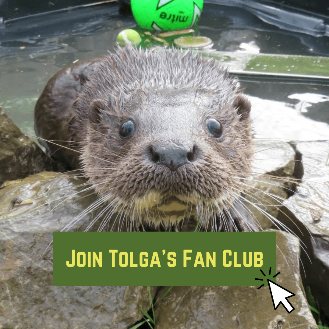 Home - UK Wild Otter Trust