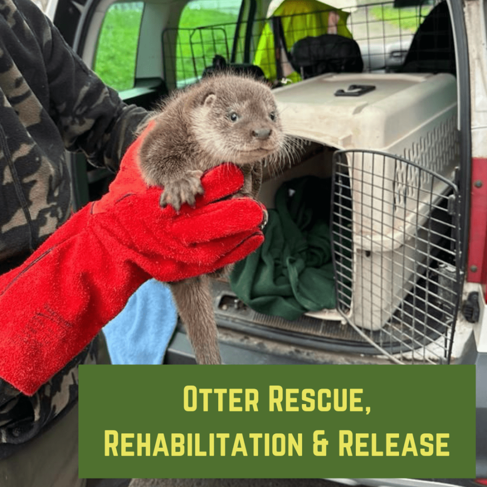 Home - UK Wild Otter Trust