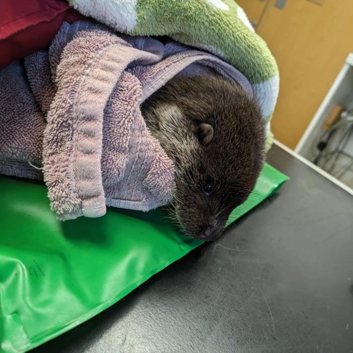 Manton's Rescue 🦦 - UK Wild Otter Trust