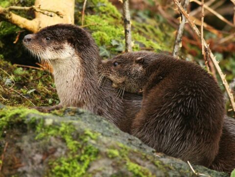 Otter Facts - UK Wild Otter Trust