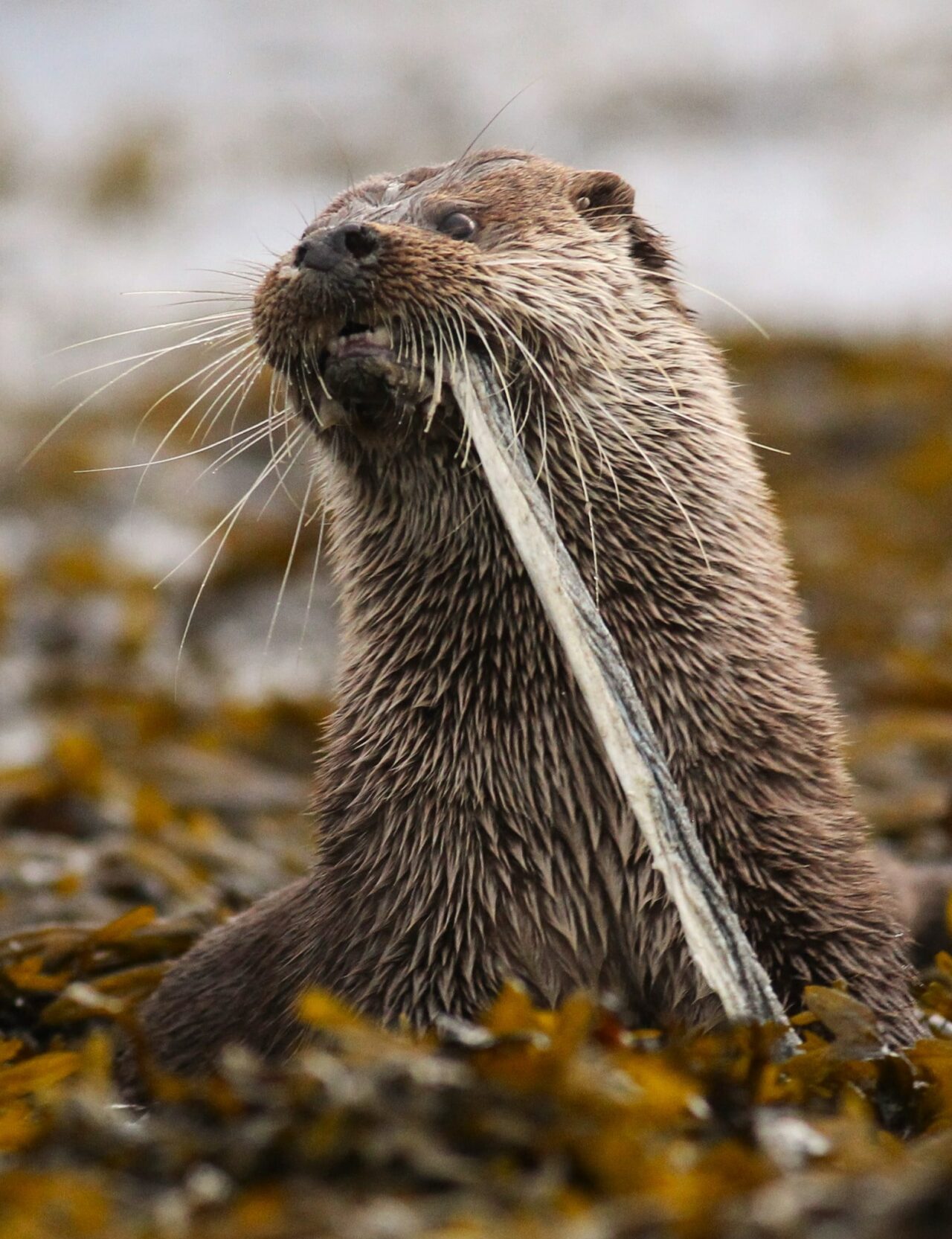 Otter Facts - UK Wild Otter Trust