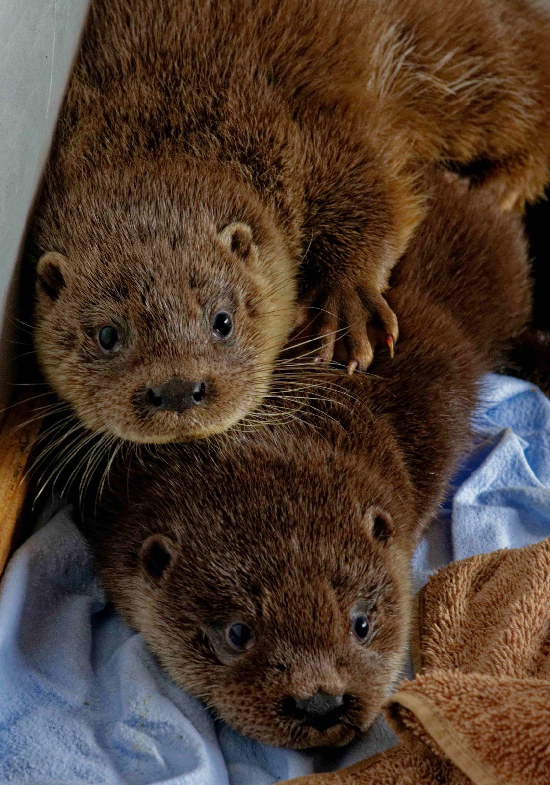 Ebbw and Taw - UK Wild Otter Trust