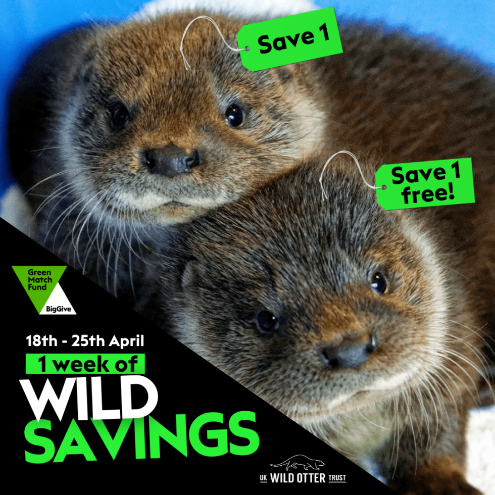 One week of wild savings! - UK Wild Otter Trust
