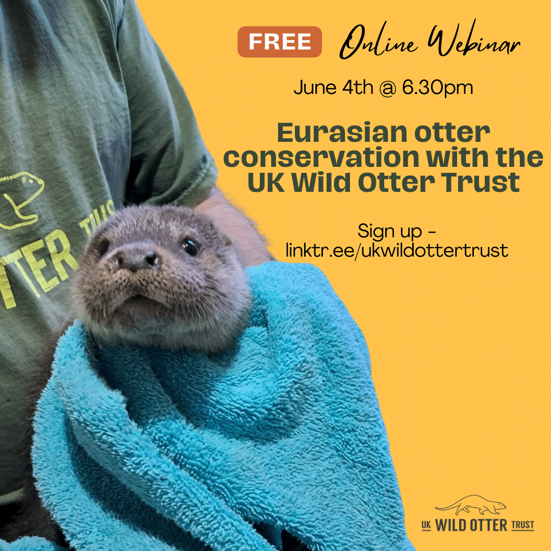Eurasian Otter Conservation - Free Webinar - UK Wild Otter Trust