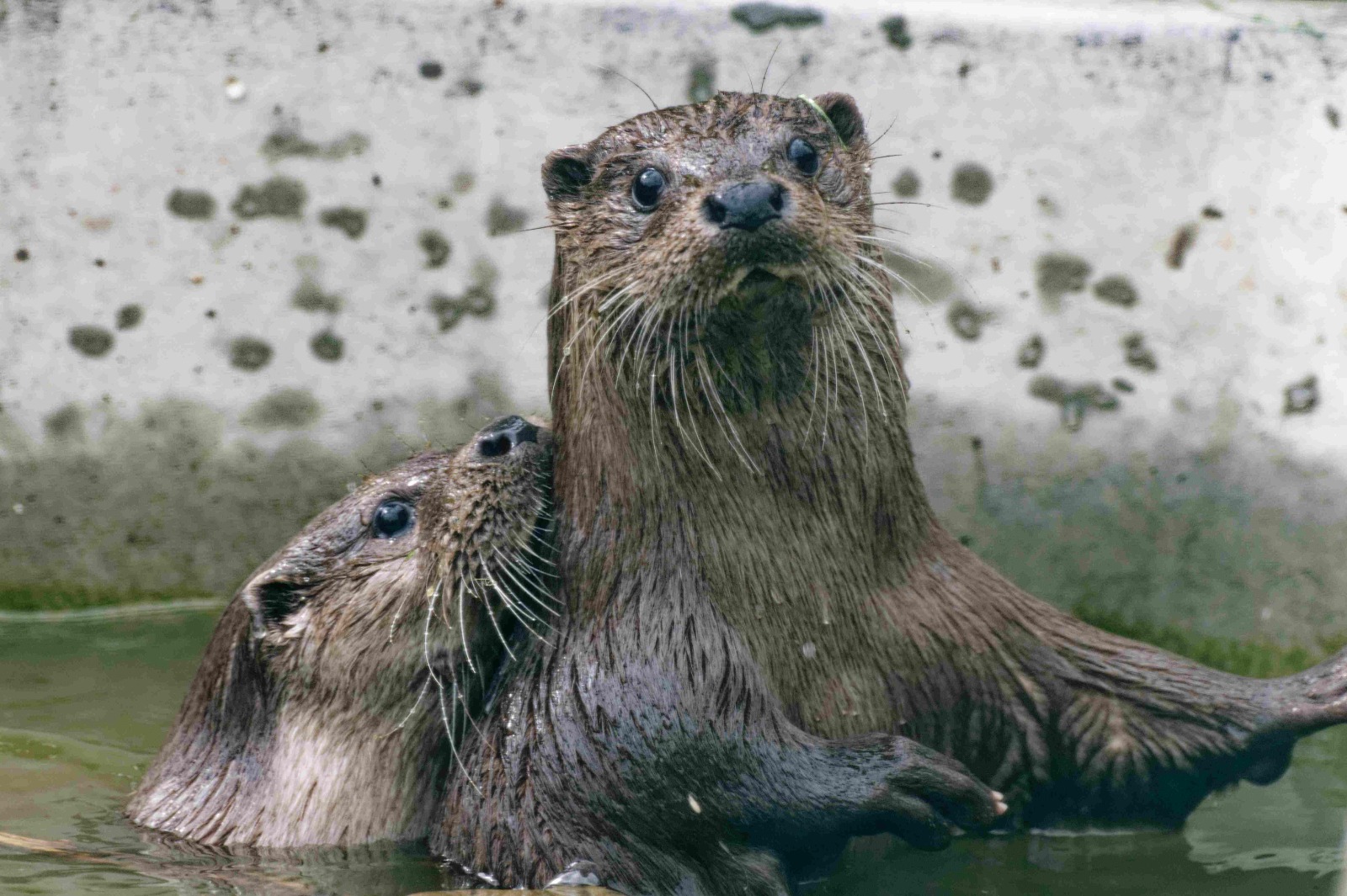 Home - UK Wild Otter Trust