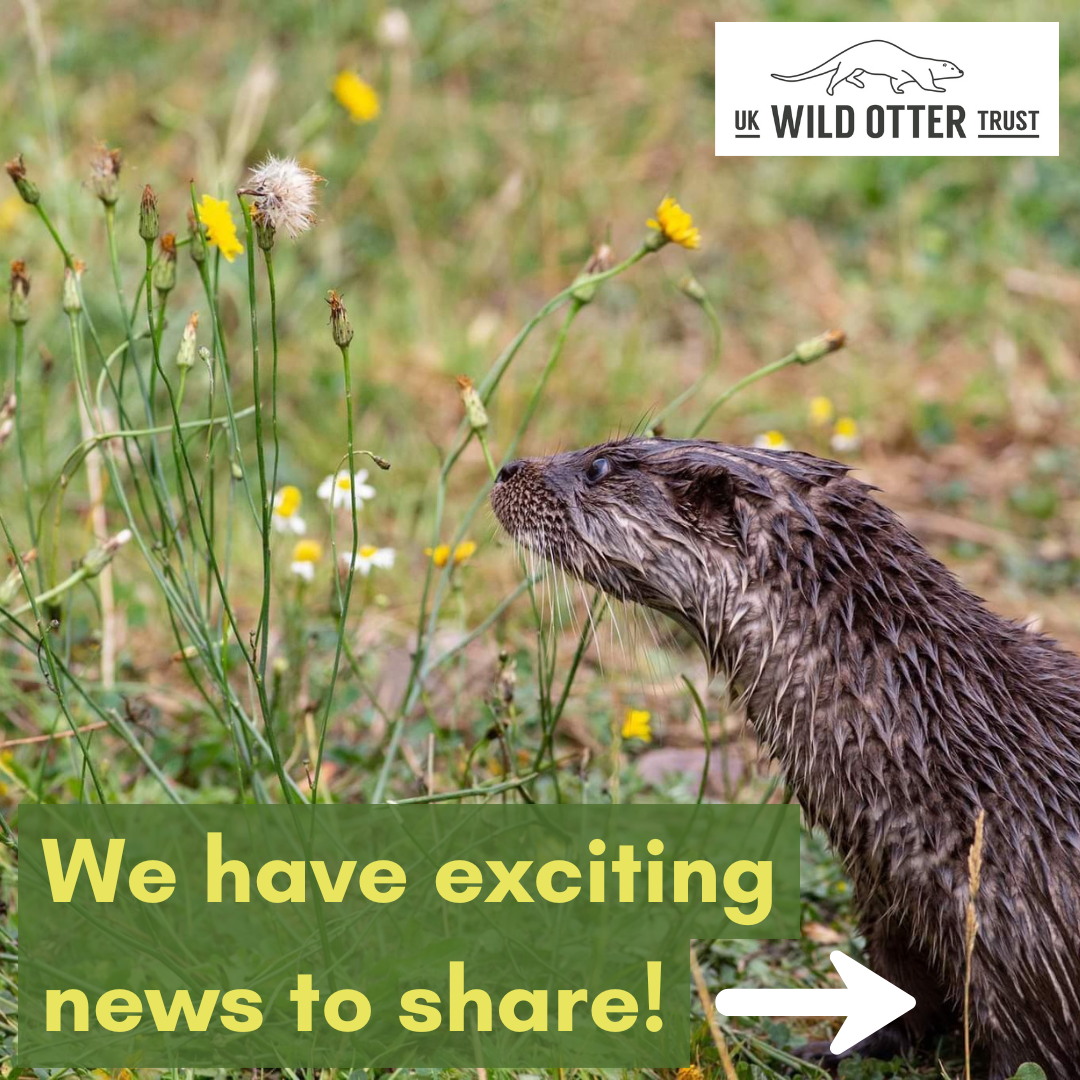 It's finally time for us to share our exciting news! 🥳 - UK Wild Otter ...