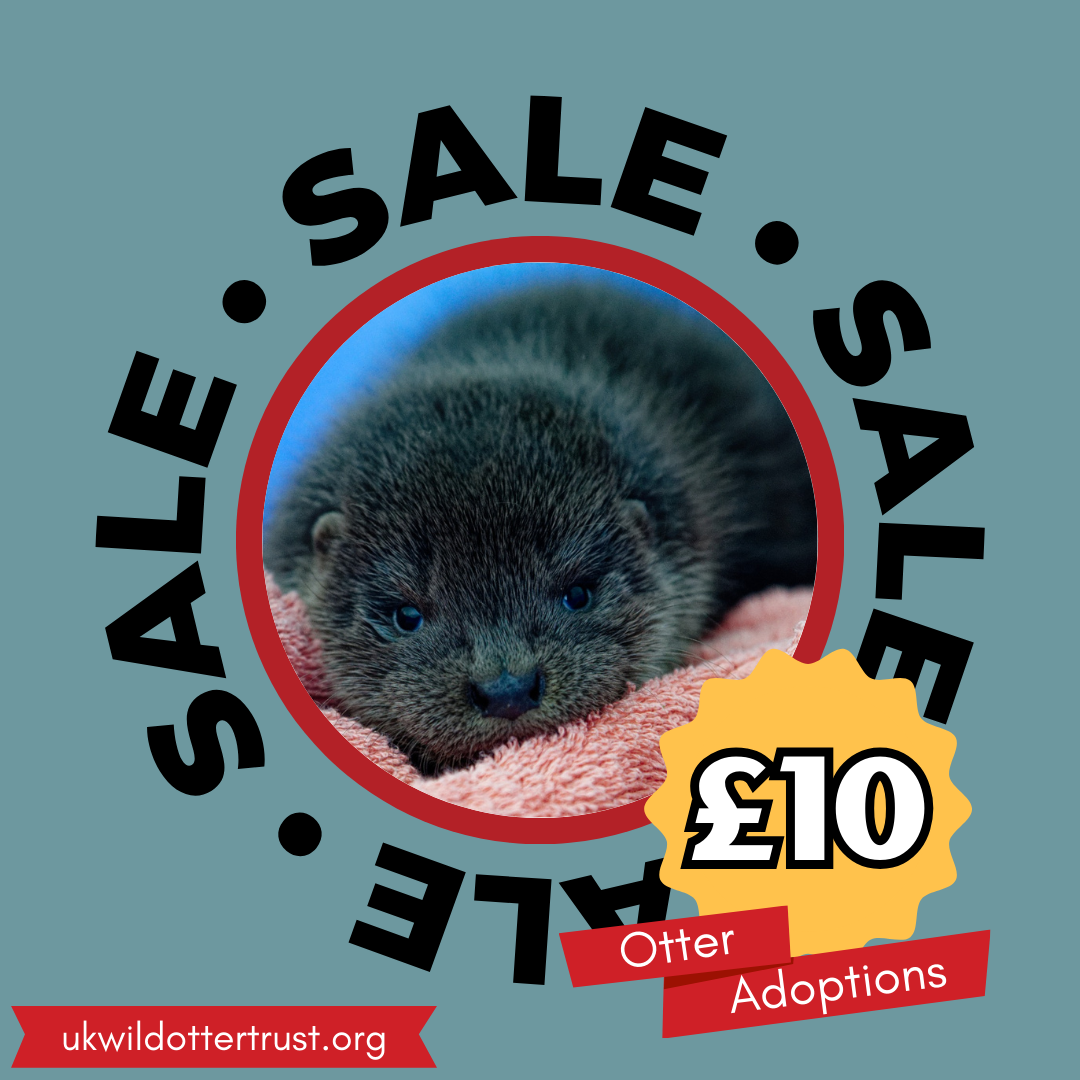 Home - UK Wild Otter Trust